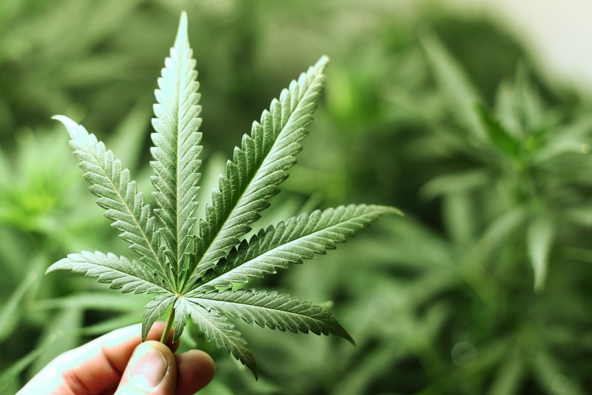 MARIHUANA - Una Previa Diferente